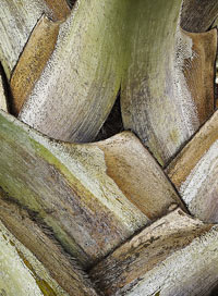 Bismarck Palm Tree - Bismarckia nobilis