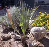 Blue Hesper Palm Tree - Brahea armata