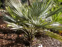 Blue Hesper Palm Tree - Brahea armata