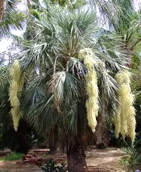 Blue Hesper Palm Tree - Brahea armata