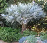 Blue Hesper Palm Tree - Brahea armata