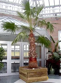 California Fan Palm Tree - Washingtonia filifera