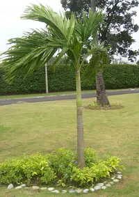 Christmas Palm Tree - Veitchia merrillii