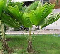 Fiji Fan Palm Tree - Pritchardia pacifica