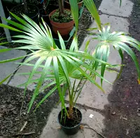 Florida Thatch Palm Tree - Thrinax radiata