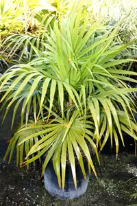 Florida Thatch Palm Tree - Thrinax radiata