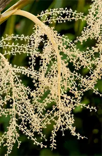 Florida Thatch Palm Tree - Thrinax radiata