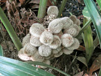 Needle Palm Tree – Rhapidophyllum hystrix