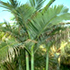 Fast Growing Palms Trees