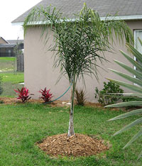 Queen Palm Tree – Syagrus romanzoffiana