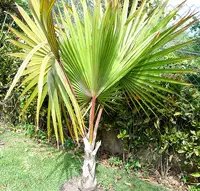 Red Latan Palm Tree - Latania lontaroides