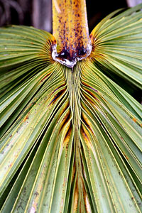 Royal Palm Tree - Roystonea oleracea