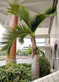 Spindle Palm Tree - Hyophorbe verschaffeltii