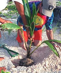 Palm Tree Planting Step-By-Step