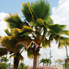 palm_care_mistakes_web1 | Florida Palm Trees