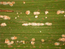 Palm Tree Insects and Diseases
