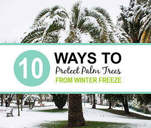 palm-tree-cold-protection-300×250-1 | Florida Palm Trees