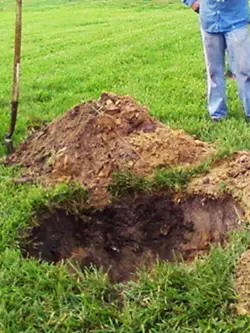 Transplanting Palm Tree From One Location to Another