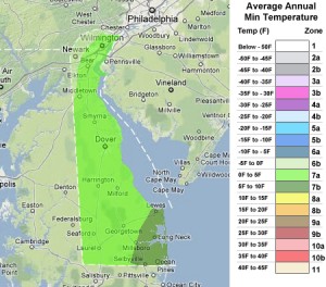 delaware_zones | Florida Palm Trees
