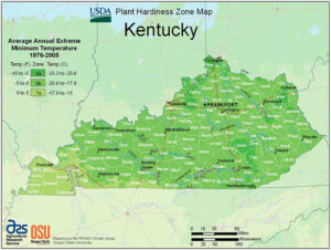 Kentucky Palm Trees