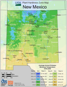 New Mexico Palm Trees