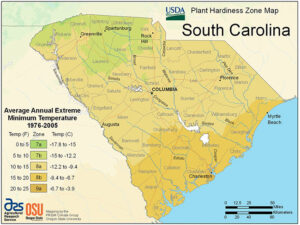 10 Palm Trees That Grow in South Carolina (with Pictures)