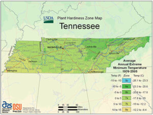 Tennessee Palm Trees