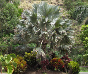 blue-latan-palm-tree-latania-loddigesii650x550a | Florida Palm Trees