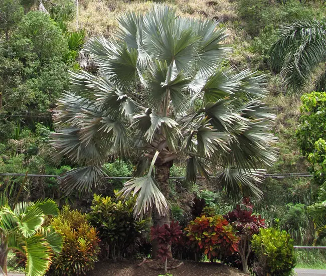 blue-latan-palm-tree-latania-loddigesii650x550a | Florida Palm Trees