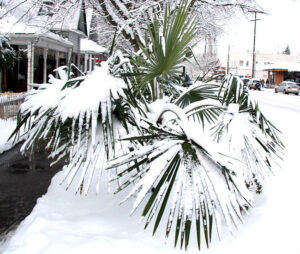 5 Steps To Saving Freeze Damaged Palm Tree