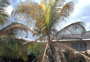 Expert Tips: How to Save a Dying Palm Tree Fast