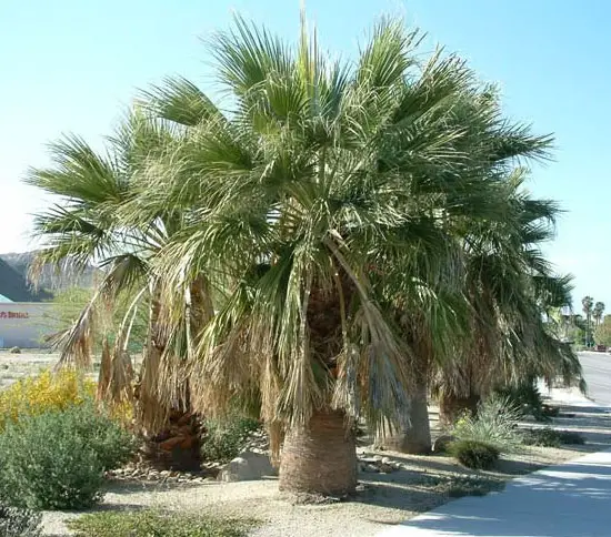 california-fan-palm-tree | Florida Palm Trees