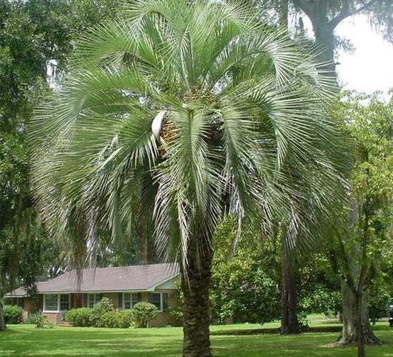 jelly-palm-tree | Florida Palm Trees