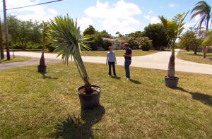 How To Plant A Palm Tree In 10 Easy Steps (with Pictures)