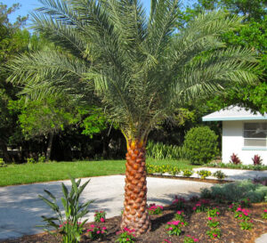 sylvester-date-palm-tree | Florida Palm Trees