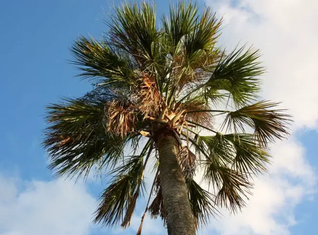 How Often Should You Water Palm Plants Davis Kniout
