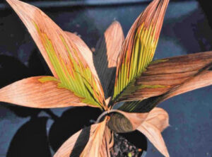 5 Steps To Saving Freeze Damaged Palm Tree