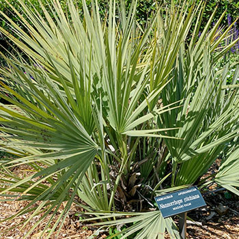 mazari-palm-tree-350×350-1 | Florida Palm Trees