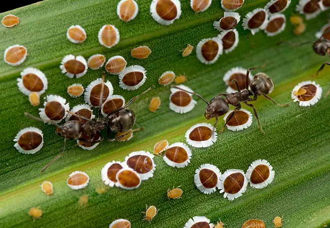 palm-aphid-palm-tree | Florida Palm Trees