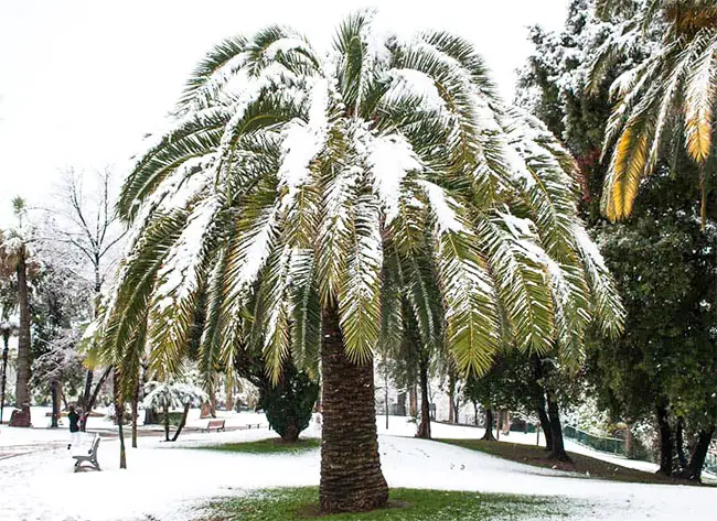 palm-cold-protection | Florida Palm Trees