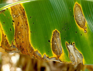 palm-tree-diseases1 | Florida Palm Trees