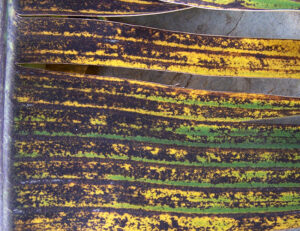 17 Palm Tree Insects & Diseases and How To Treat Them