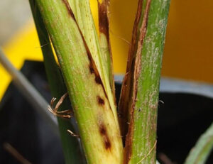 17 Palm Tree Insects & Diseases and How To Treat Them