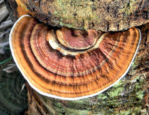 17 Palm Tree Insects & Diseases and How To Treat Them