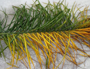 17 Palm Tree Insects & Diseases and How To Treat Them