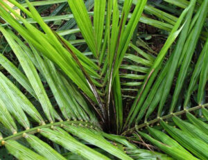 Expert Tips: How to Save a Dying Palm Tree Fast