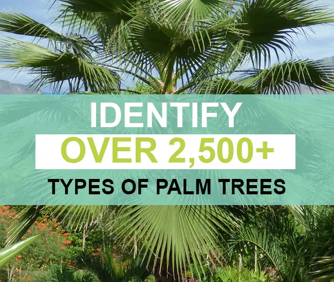 palm-tree-identification1 | Florida Palm Trees