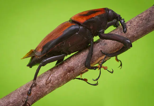 palmetto-weevil-palm-tree | Florida Palm Trees
