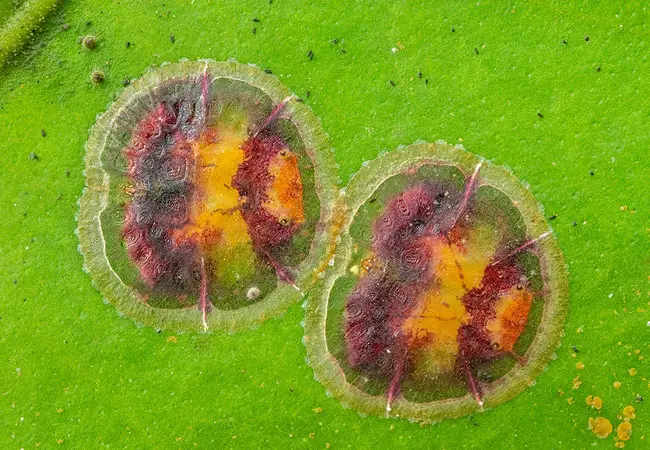 scale-insects-palm-tree | Florida Palm Trees