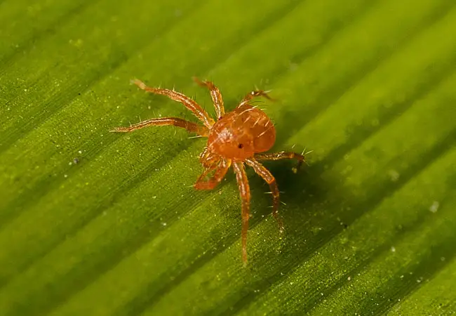 spider-mites-palm-tree | Florida Palm Trees